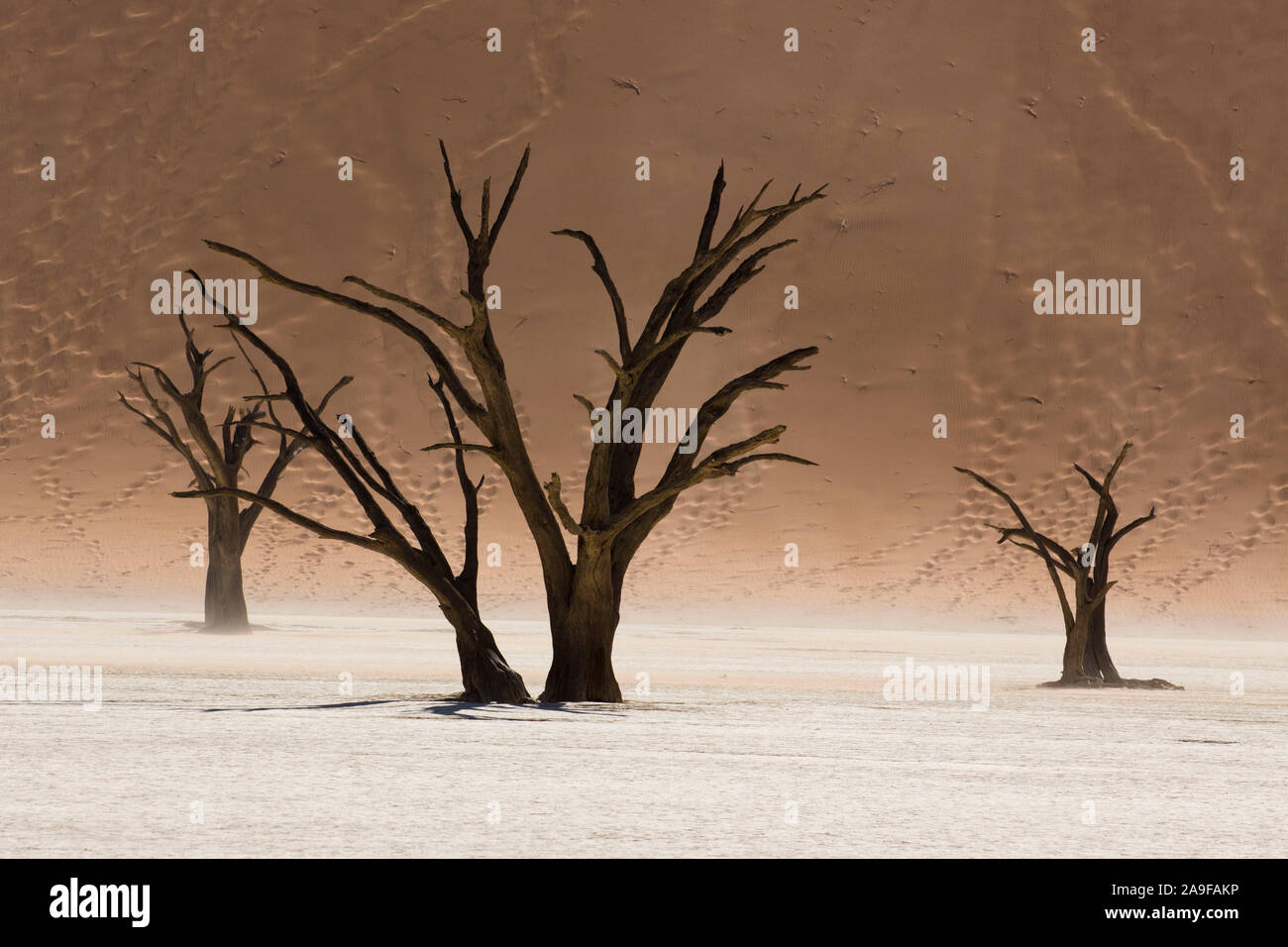 Dead trees in the Deadvlei, near the Sossusvlei, Namib desert, Namibia ...