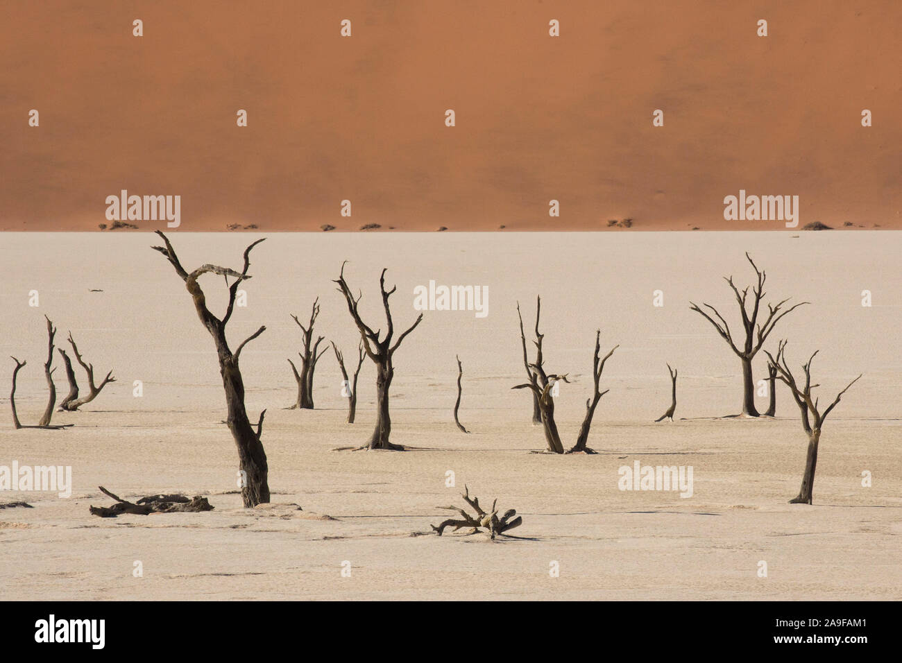 Dead trees in the Deadvlei, near the Sossusvlei, Namib desert, Namibia ...