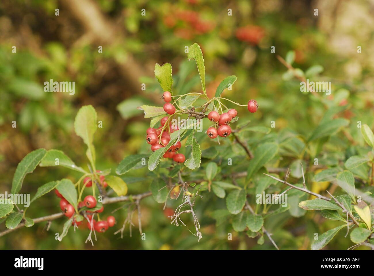 Small berries hi-res stock photography and images - Alamy