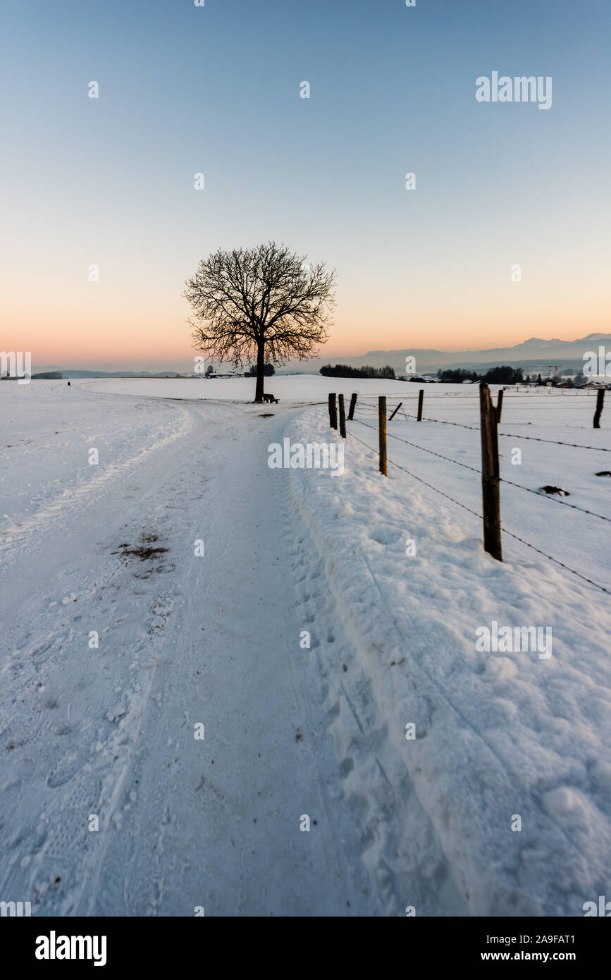 Winter scenery with tree and snow Stock Photo - Alamy