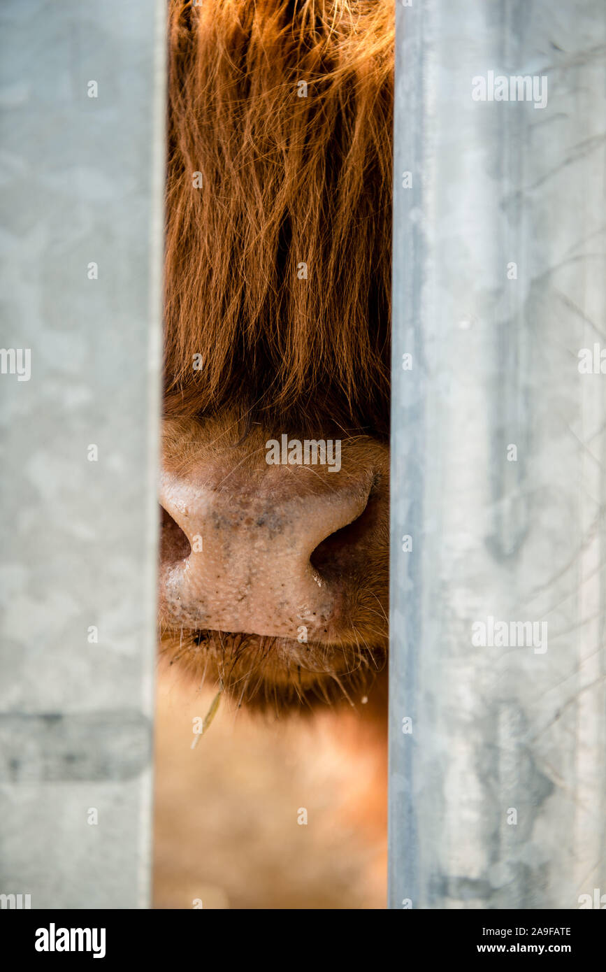 Scottish highland cattle, medium close-up Stock Photo - Alamy