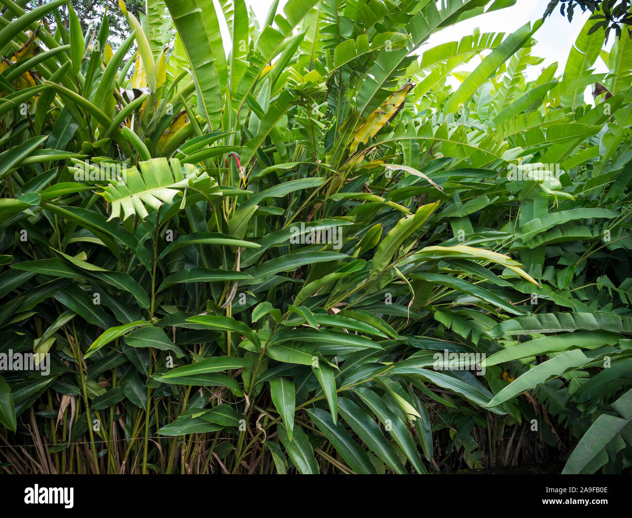 Plants, Martinique, Lesser Antilles Stock Photo - Alamy