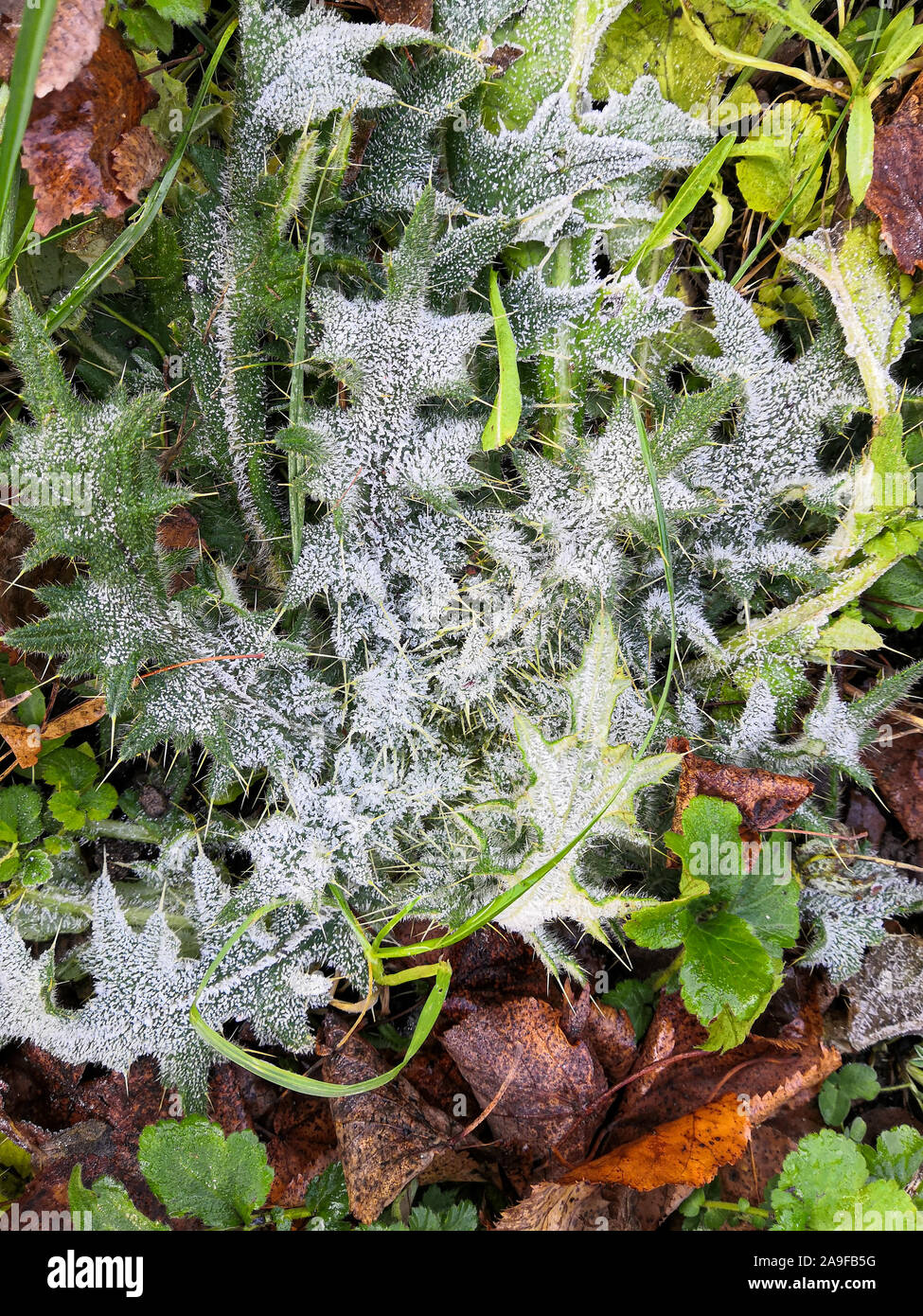 Prickly plant with thorns covered with hoarfrost among the fallen ...