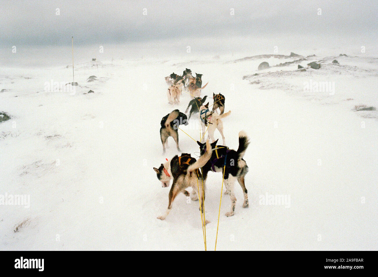 Sled dog race in Norway in the Arctic Circle Stock Photo - Alamy