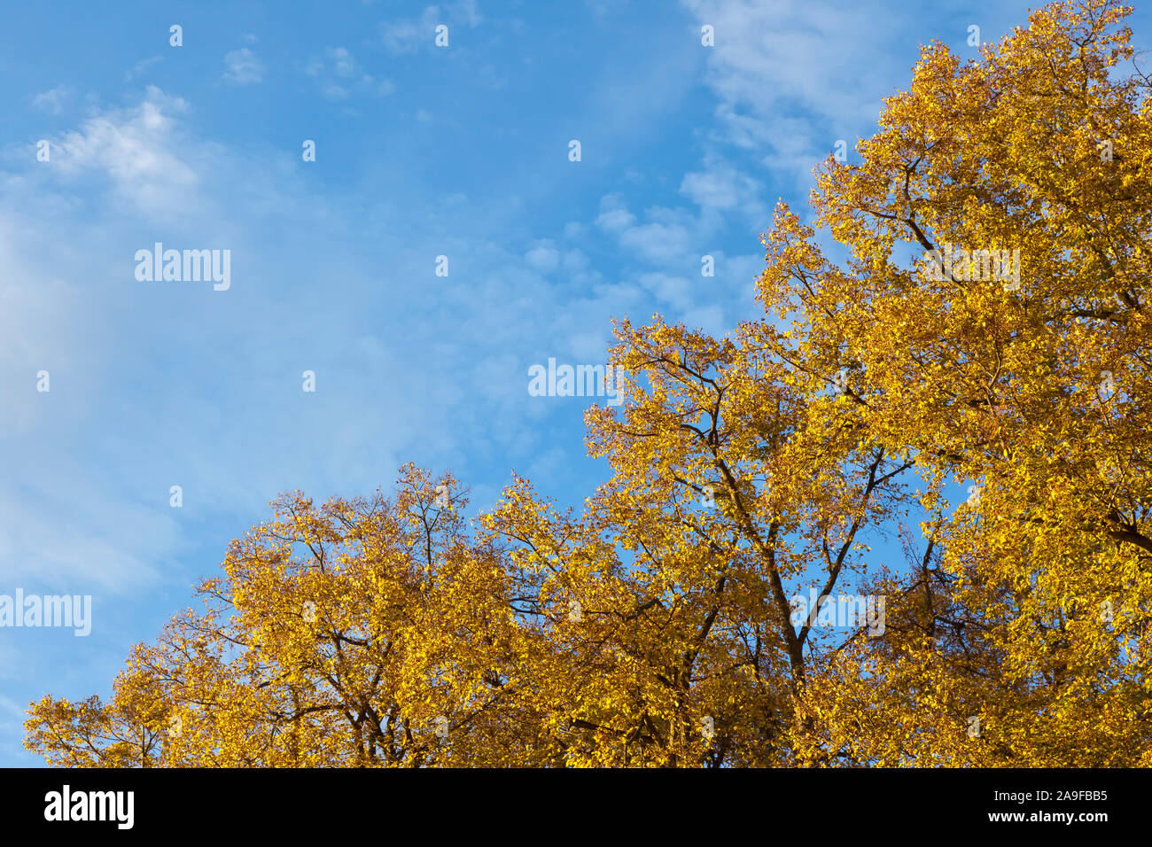An image of a nice autumn leaf background Stock Photo - Alamy