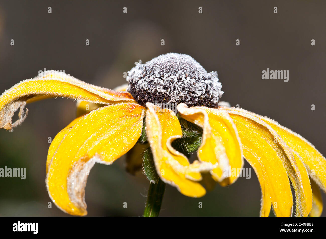 An image of an autumn icy flower Stock Photo - Alamy