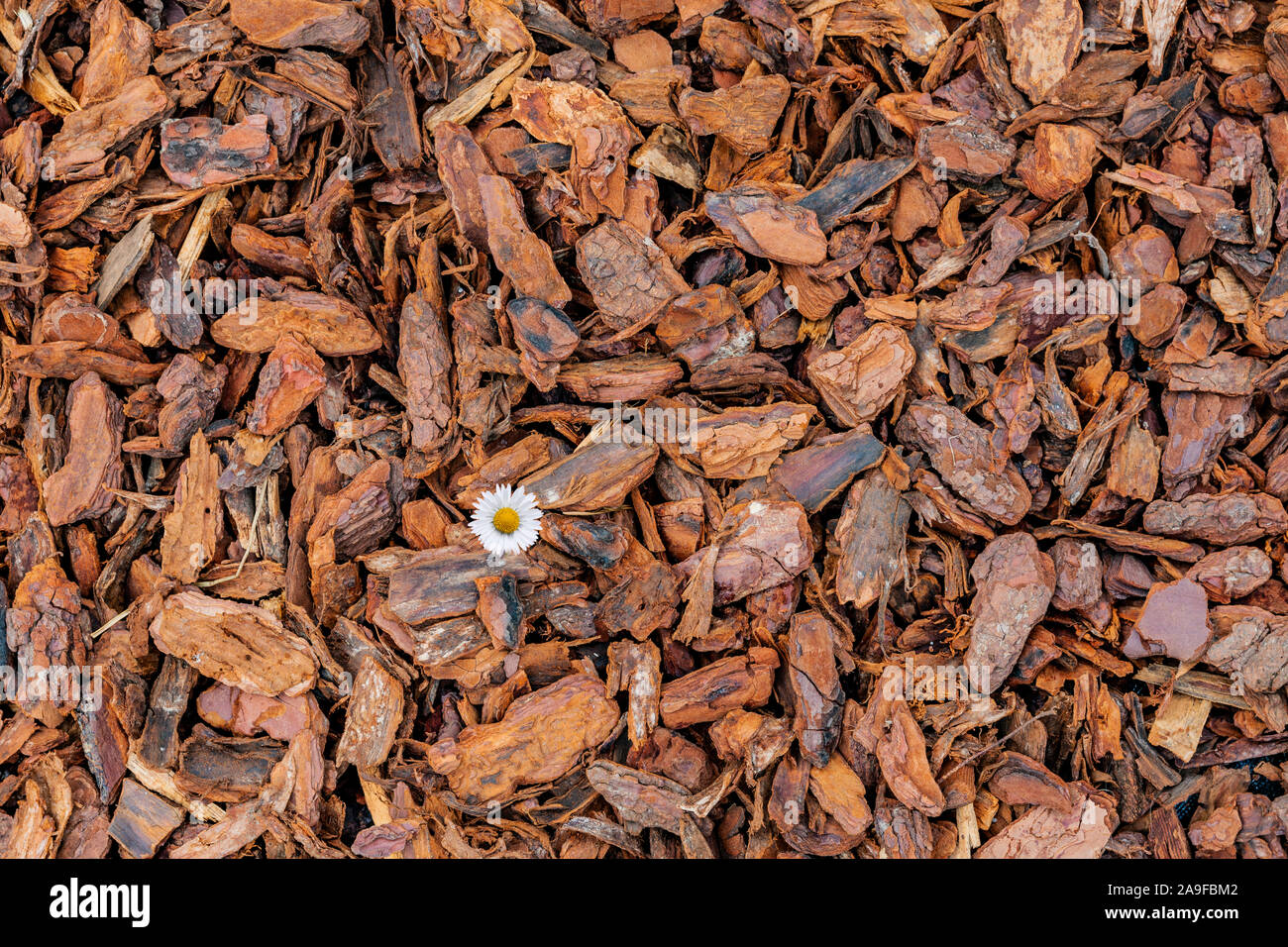 Bark flooring hi-res stock photography and images - Alamy