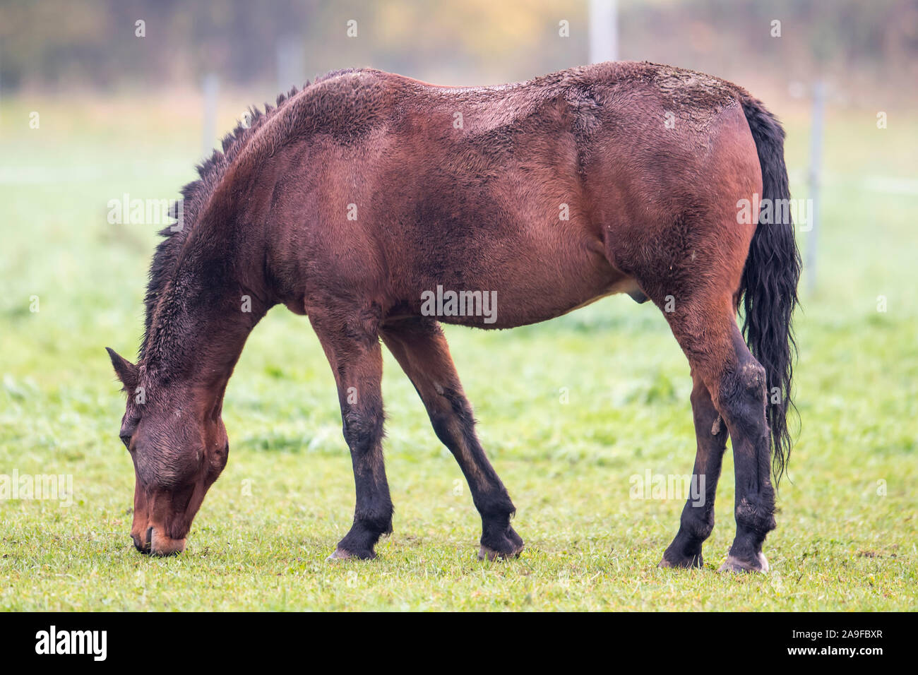 Dirty horse tail hi-res stock photography and images - Alamy