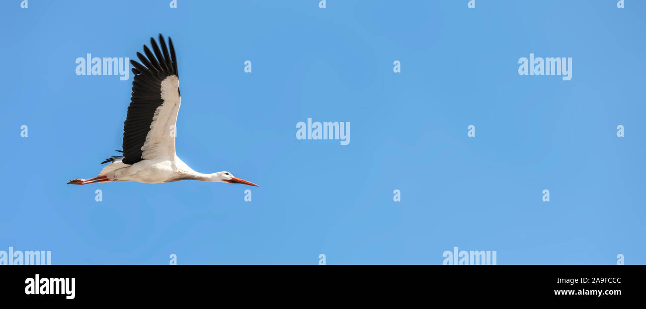 Flying with flapping wings hi-res stock photography and images - Alamy