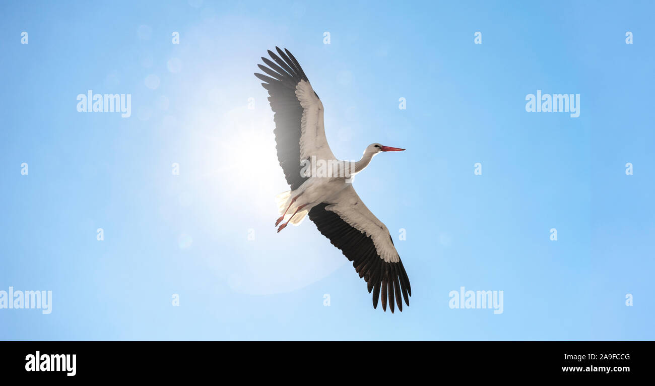 Flying stork hi-res stock photography and images - Alamy