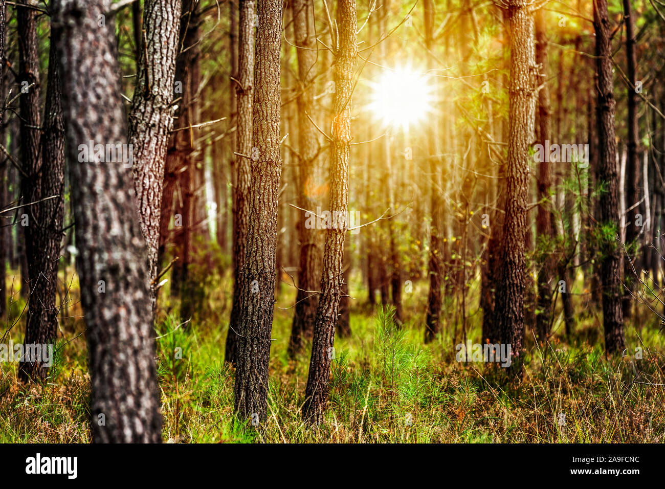 Rows of pines hi-res stock photography and images - Alamy