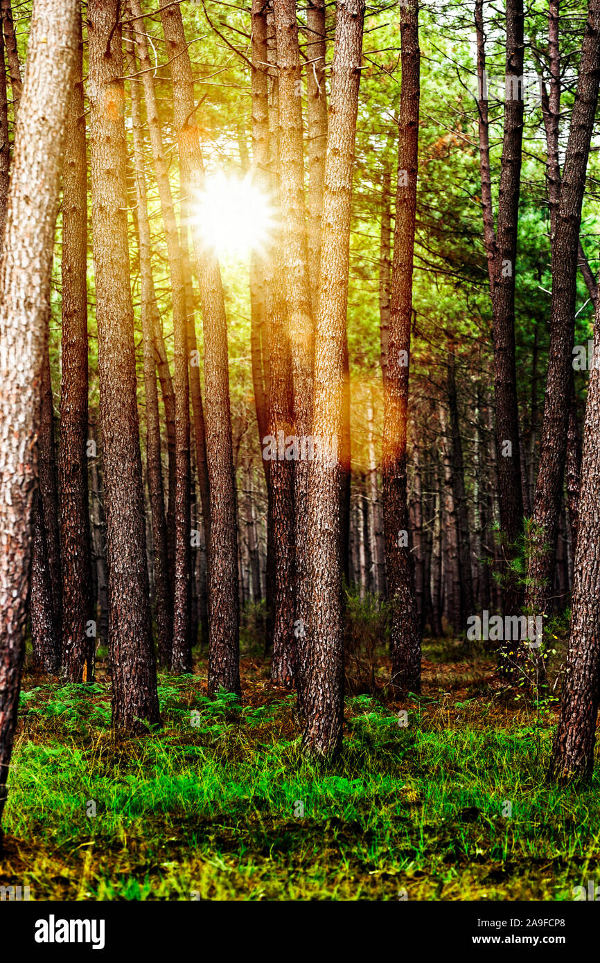 France pine forest people hi-res stock photography and images - Alamy