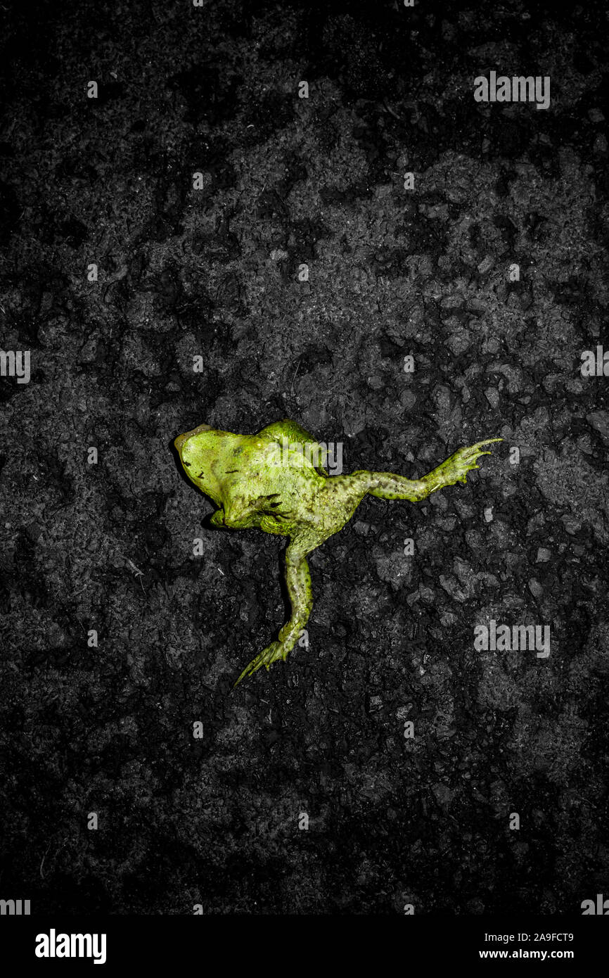 Common Frog Dead High Resolution Stock Photography and Images - Alamy