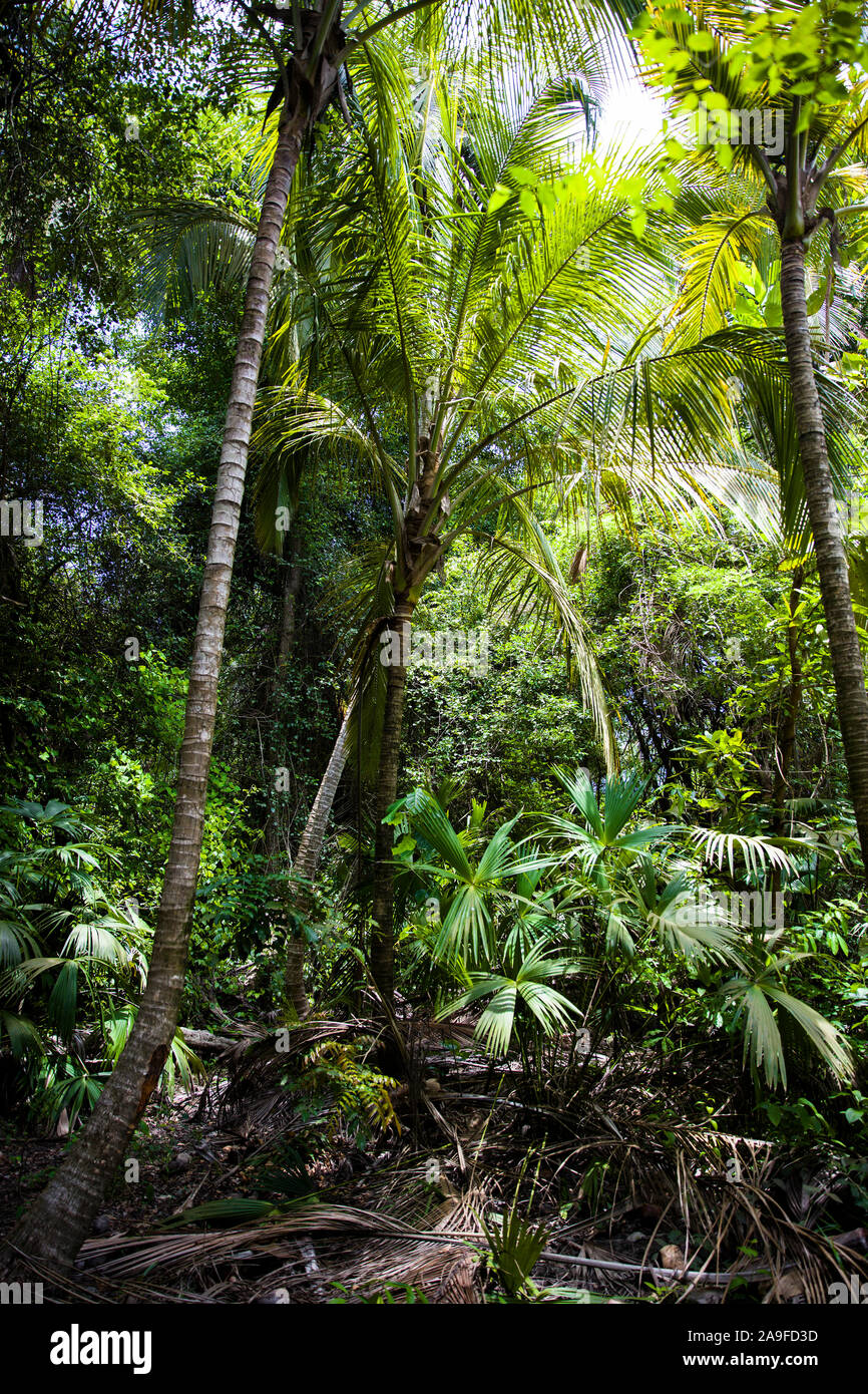 View at palm tree forest in Tayrona Natural National Park, Colombia ...