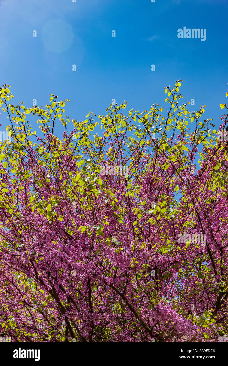 Pinky tree hi-res stock photography and images - Alamy