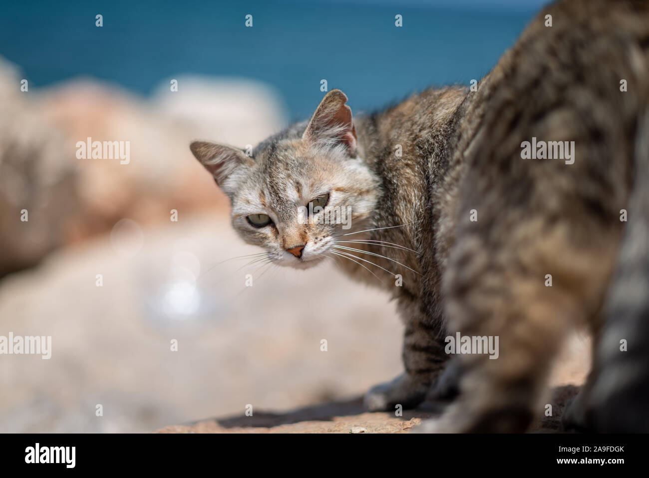 Surprised cat look around hi-res stock photography and images - Alamy