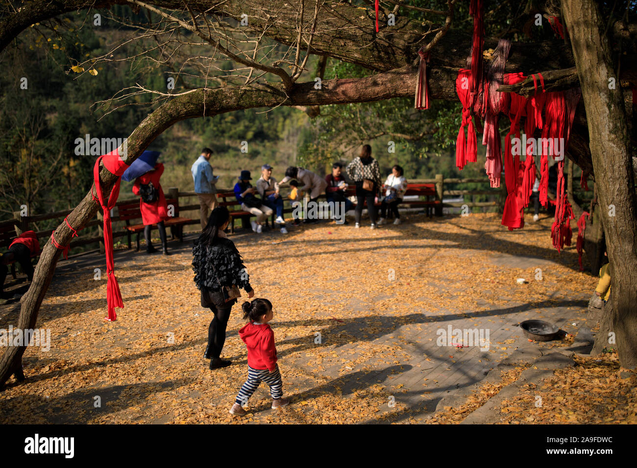 Big ginkgo tree hi-res stock photography and images - Alamy