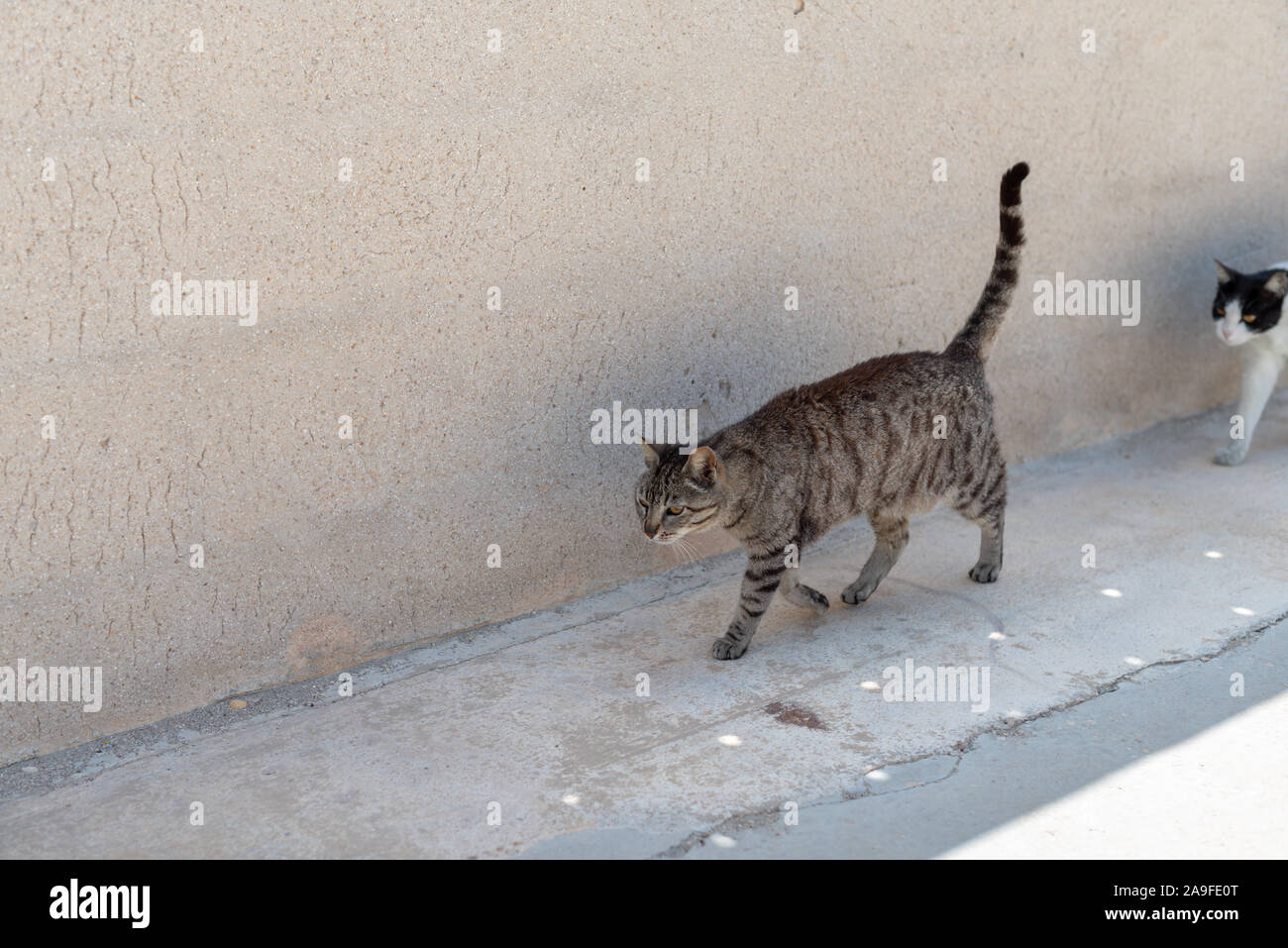 Cats walking hi-res stock photography and images - Alamy