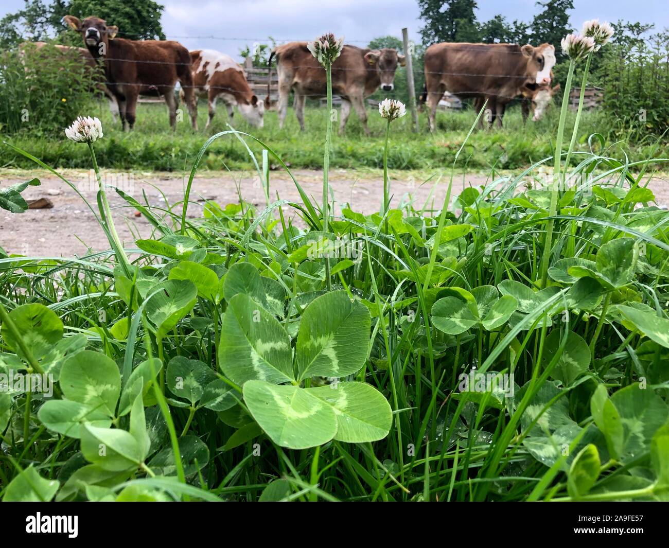 Four leaved grass hi-res stock photography and images - Alamy
