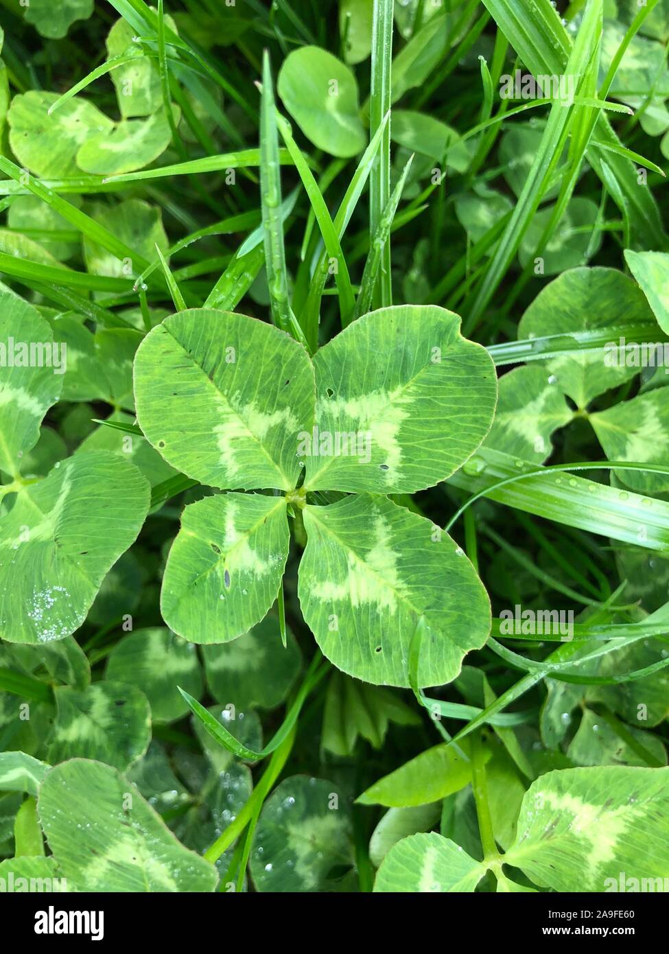Four leaved grass hi-res stock photography and images - Alamy
