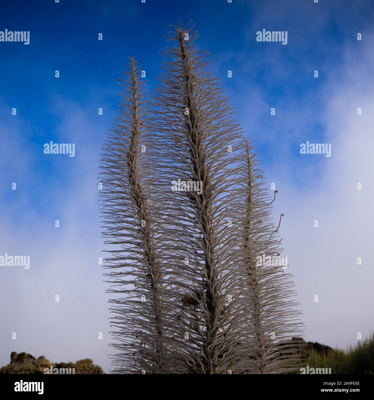 Tall flower spikes hi-res stock photography and images - Alamy