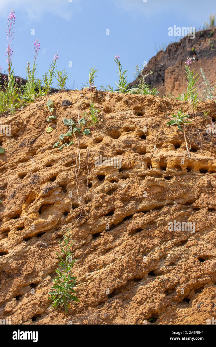 Swift nest hi-res stock photography and images - Alamy