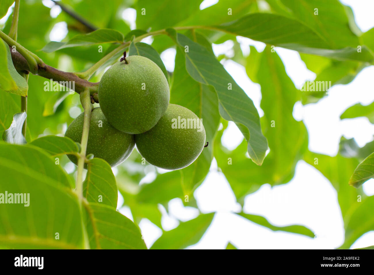 Green unripe fruits of a walnut hanging on a branch. Natural walnut ...