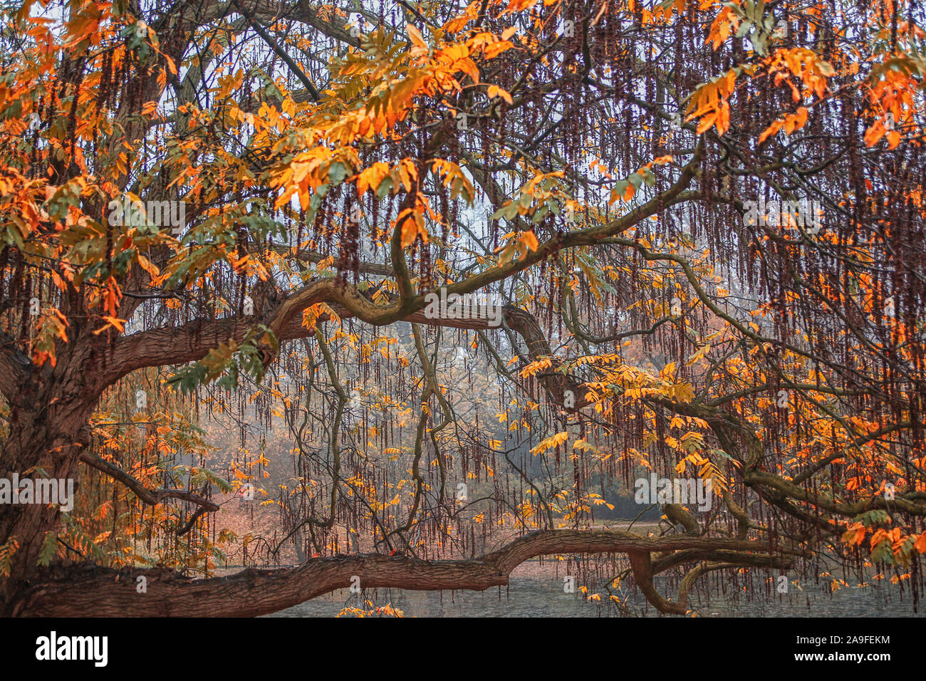 Willow tree in autumn colors in close up Stock Photo - Alamy