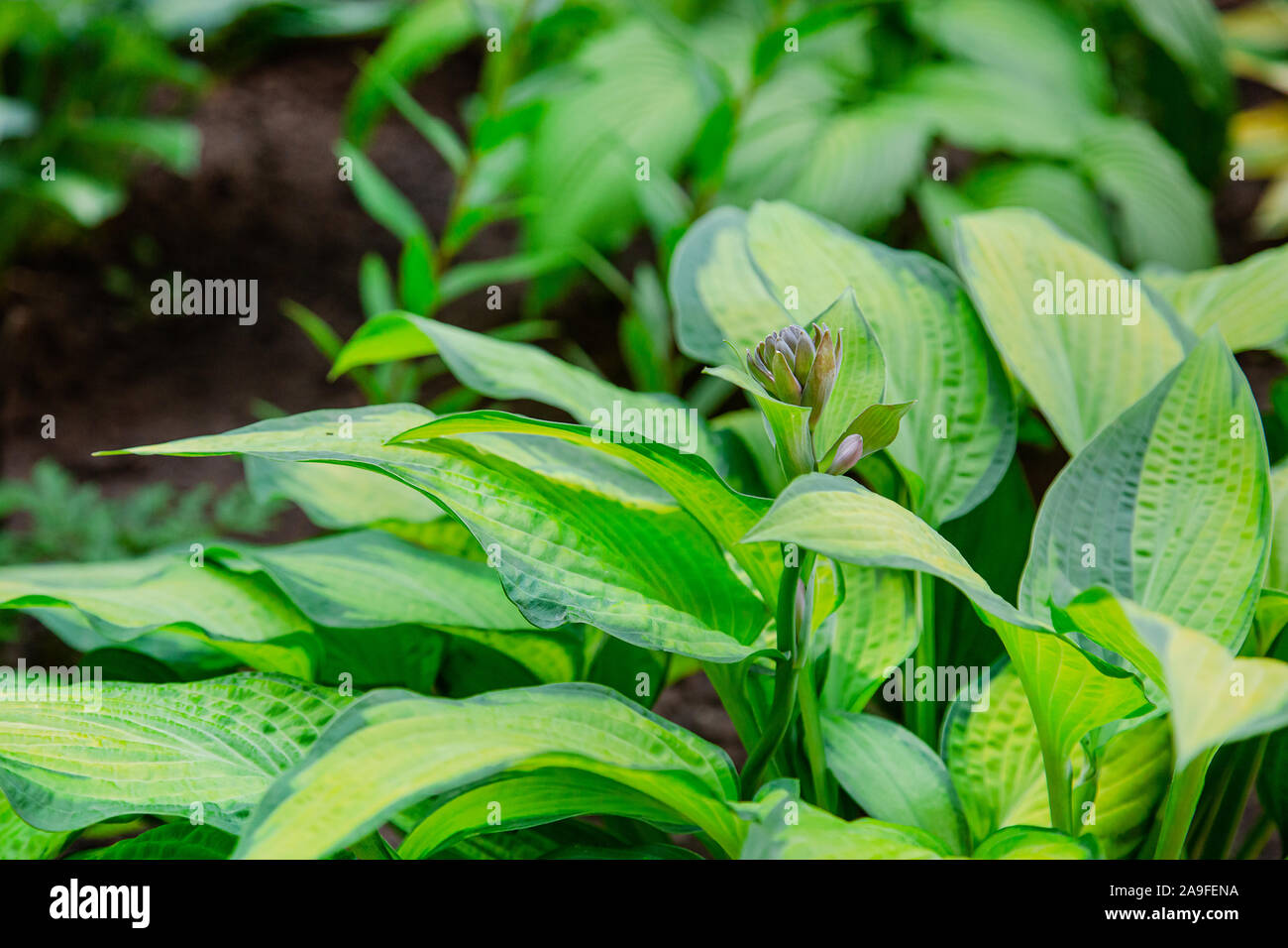 Lush foliage of decorative plant Hosta Funkia. Natural green background ...