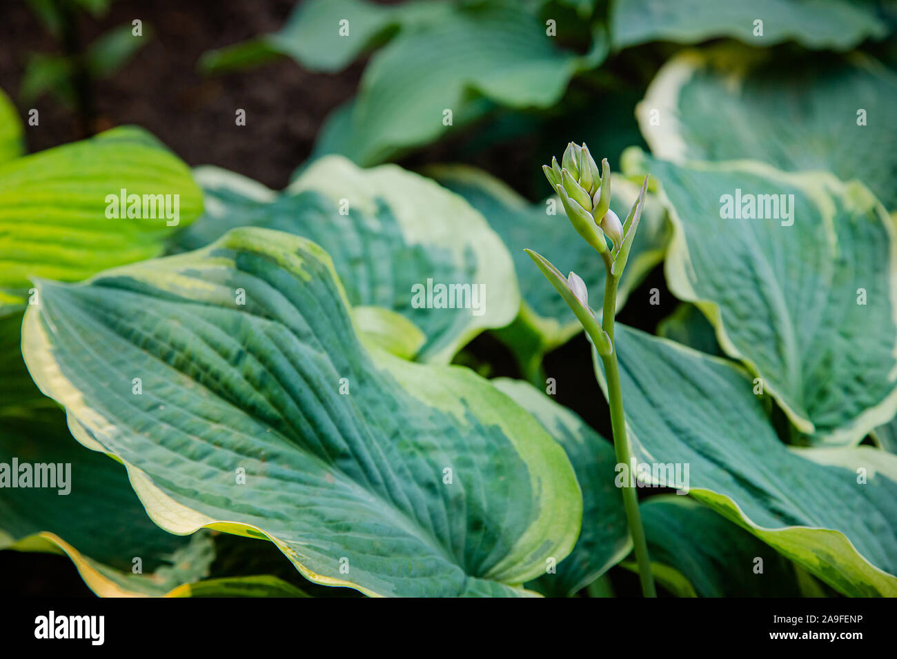 Lush foliage of decorative plant Hosta Funkia. Natural green background ...