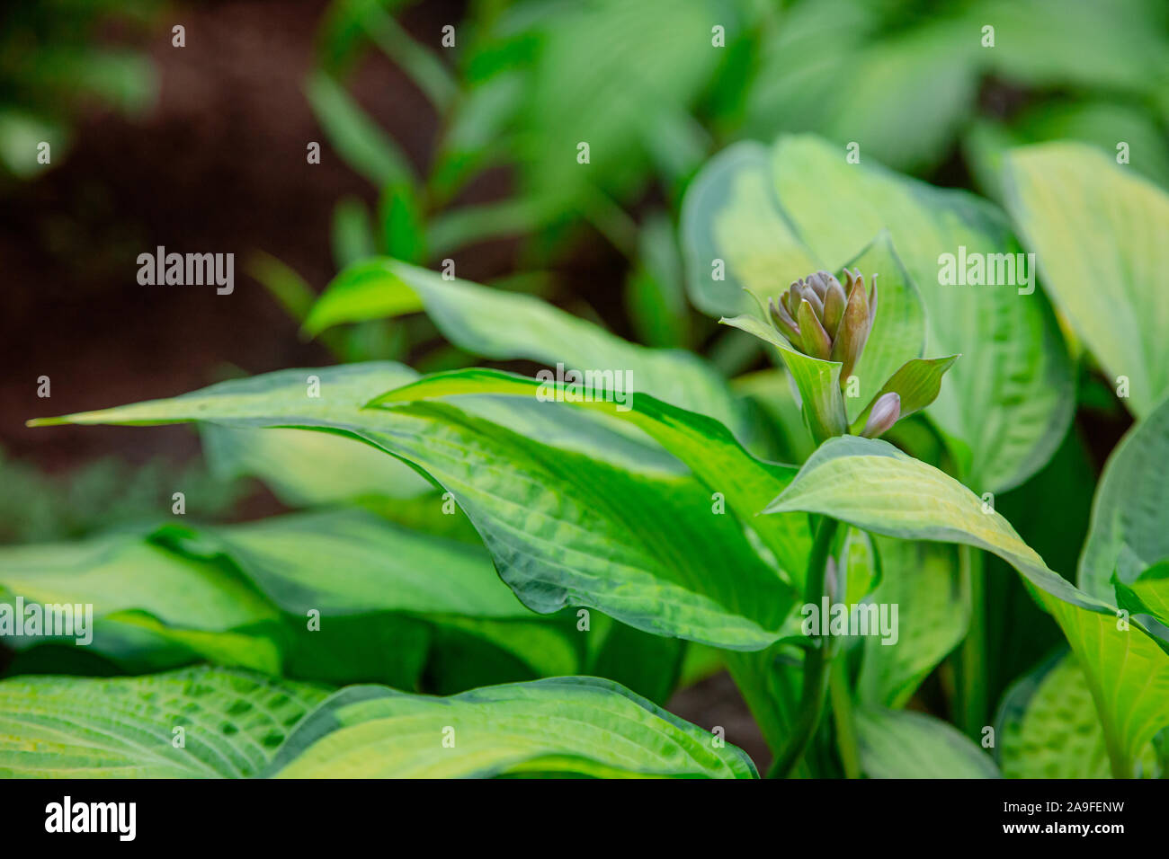 Lush foliage of decorative plant Hosta Funkia. Natural green background ...