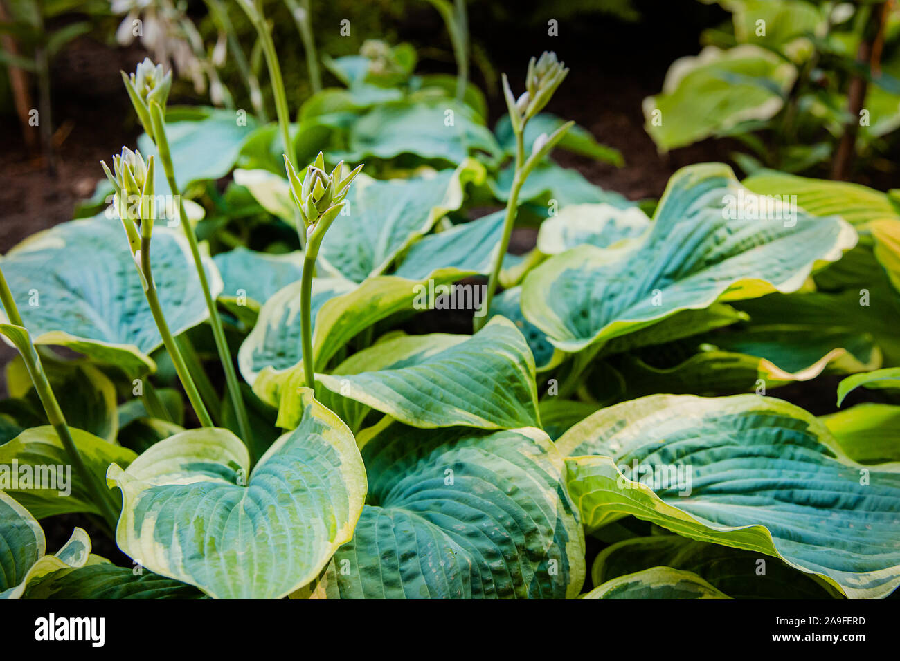Lush foliage of decorative plant Hosta Funkia. Natural green background ...