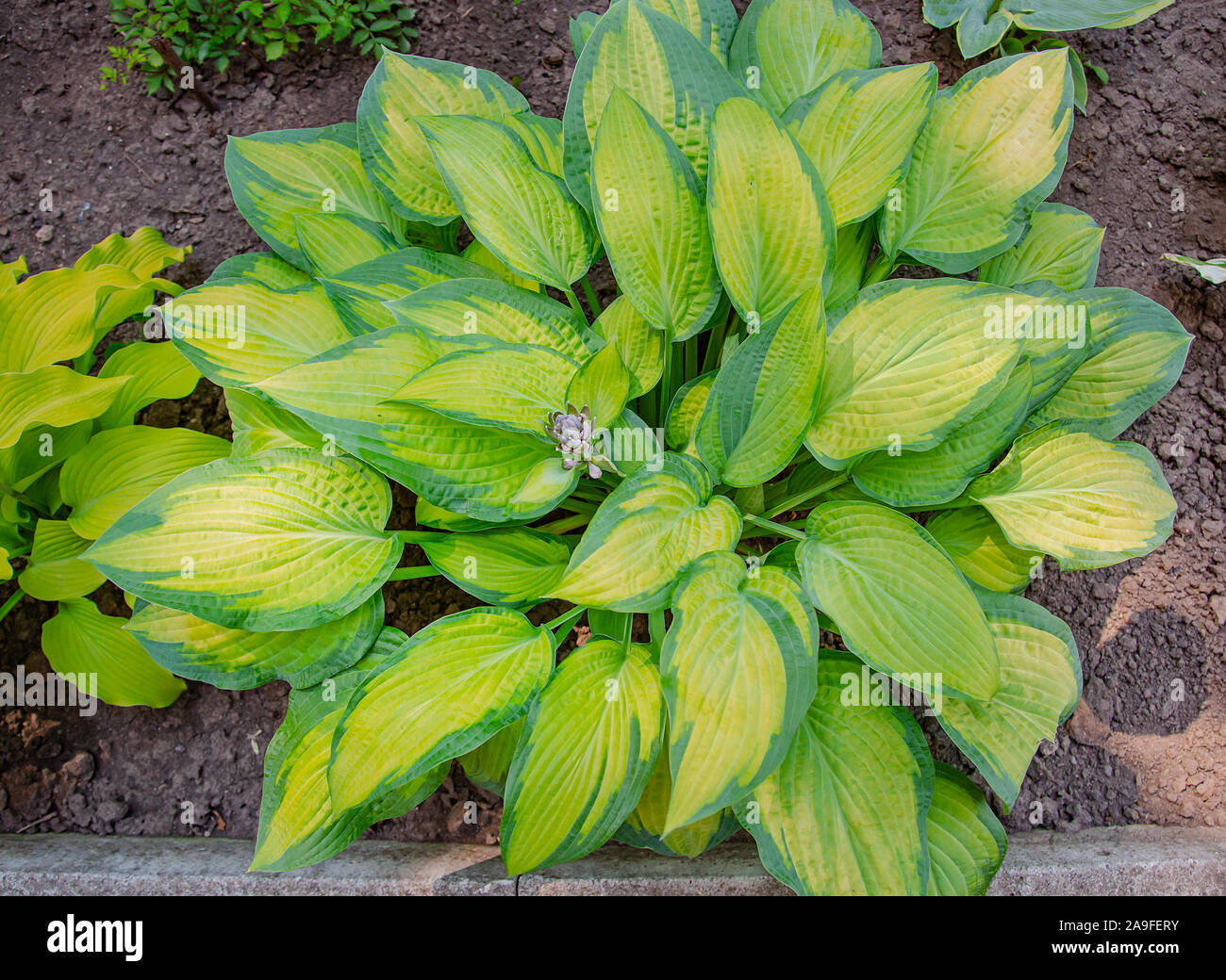 Lush foliage of decorative plant Hosta Funkia. Natural green background ...
