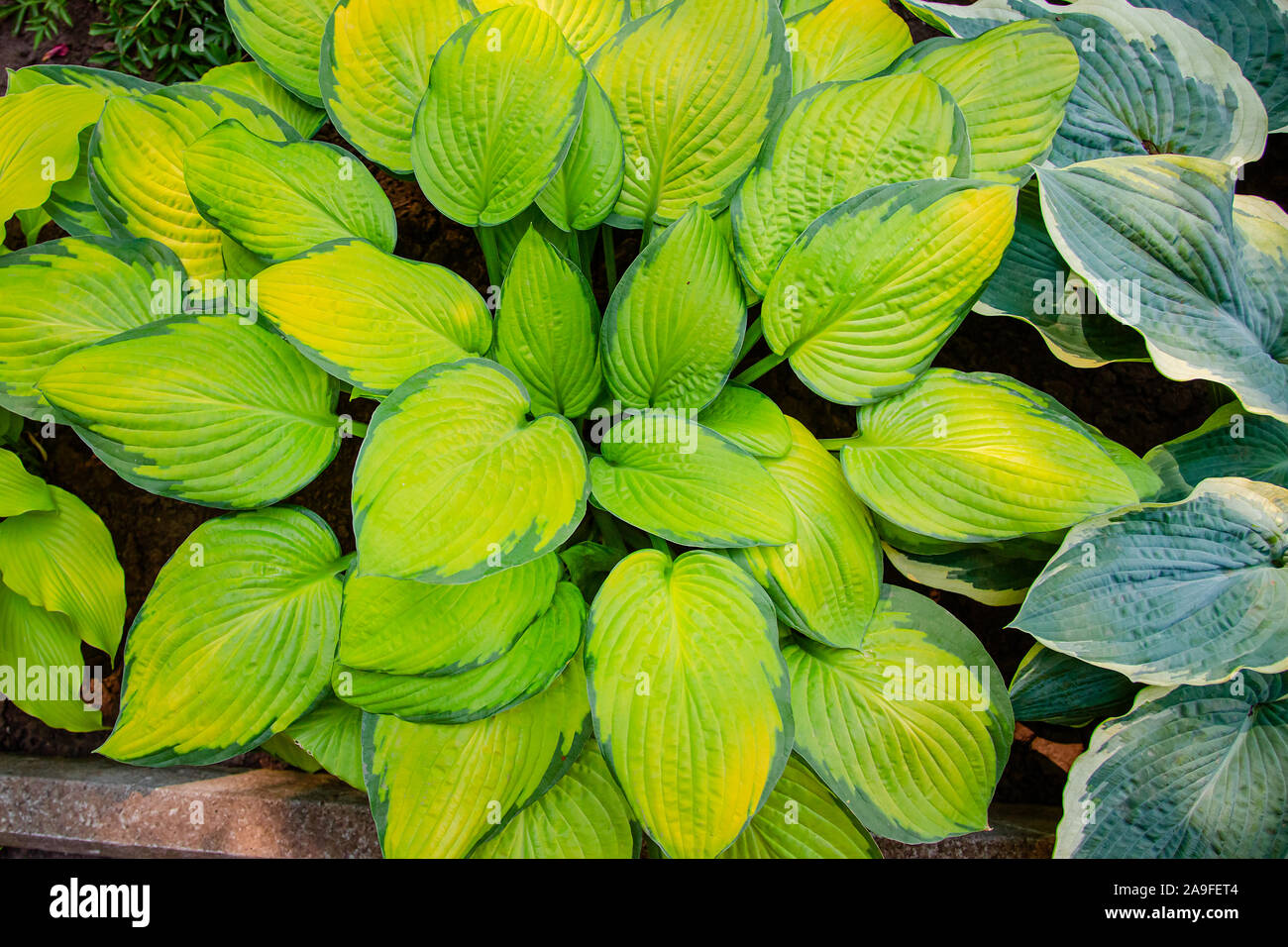 Lush foliage of decorative plant Hosta Funkia. Natural green background ...