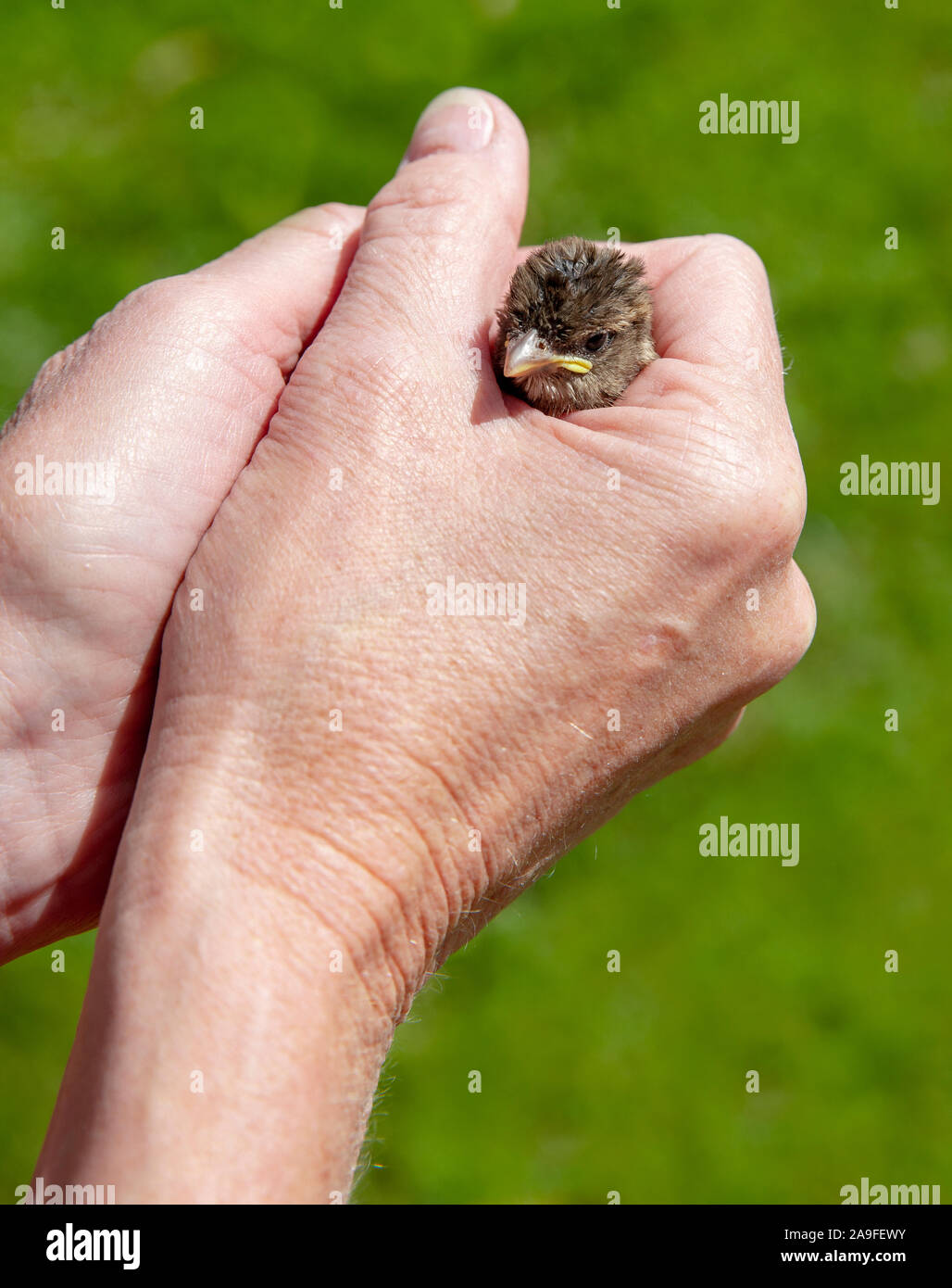 Hands holding empty animals nest hi-res stock photography and images ...