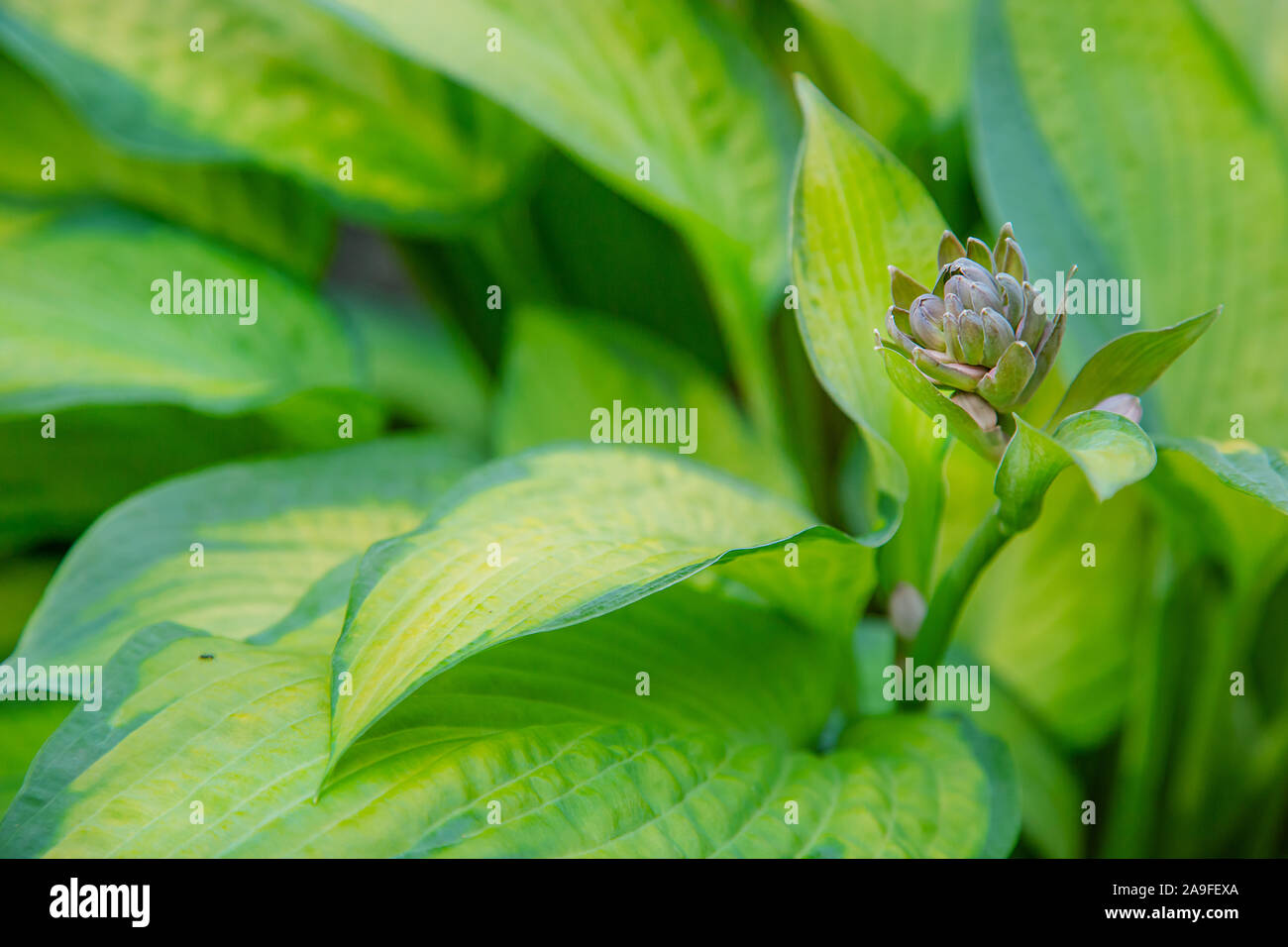 Lush foliage of decorative plant Hosta Funkia. Natural green background ...