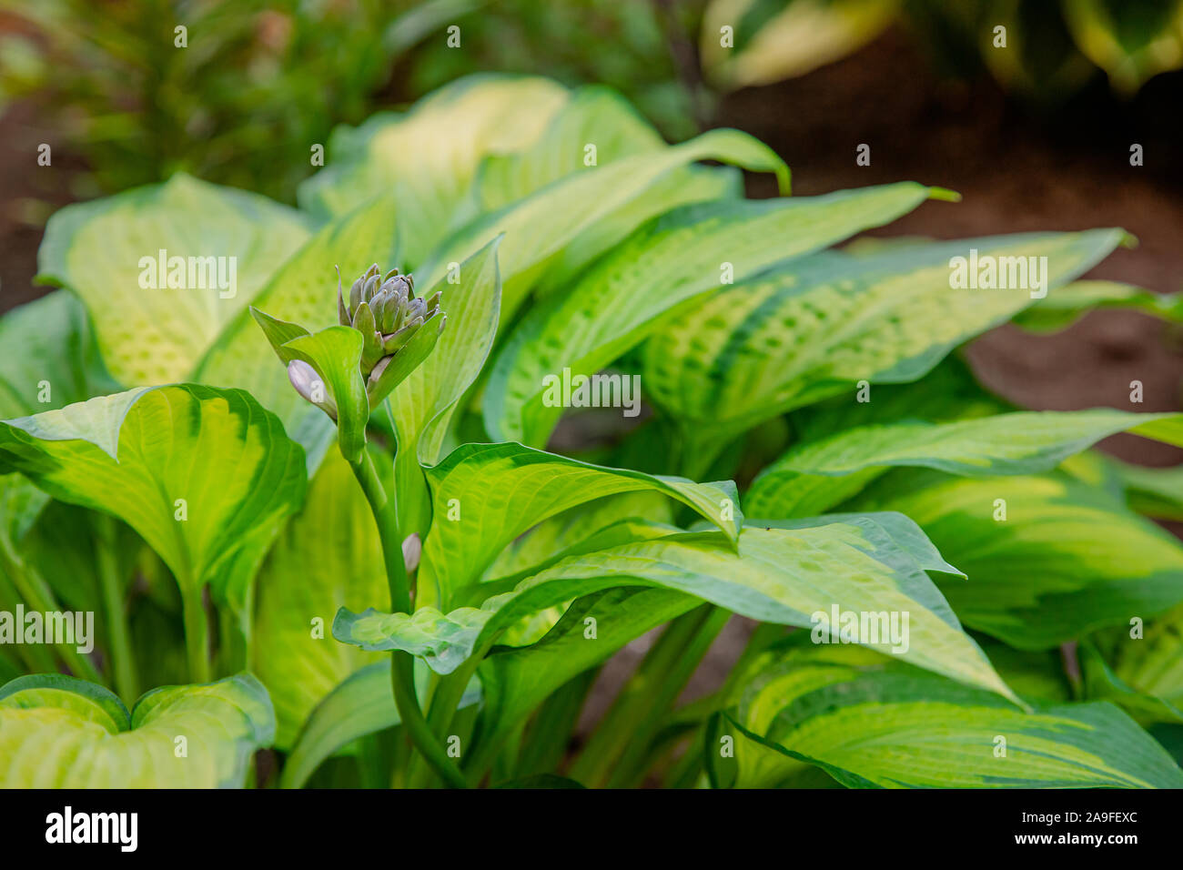 Lush foliage of decorative plant Hosta Funkia. Natural green background ...