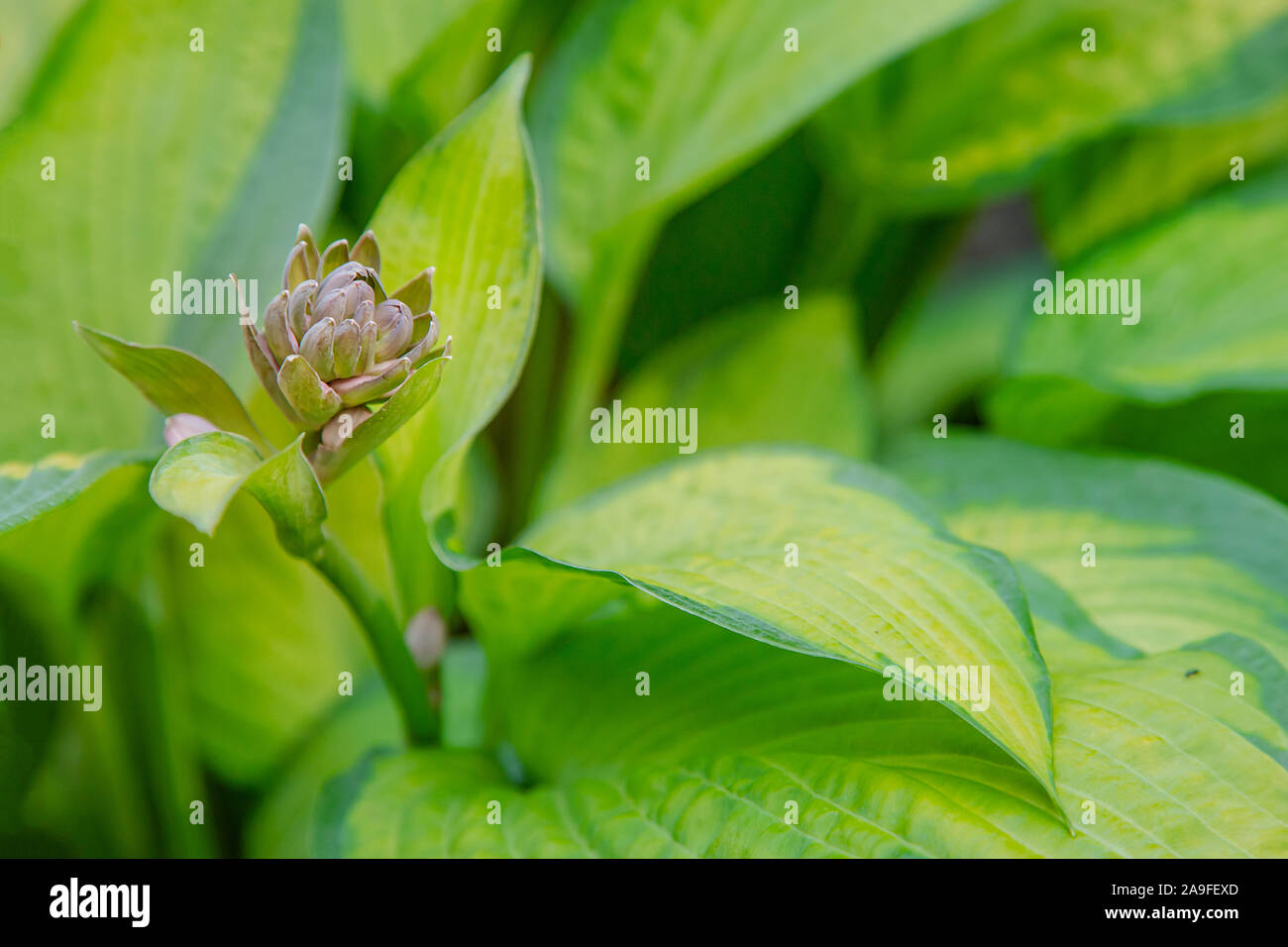 Lush foliage of decorative plant Hosta Funkia. Natural green background ...
