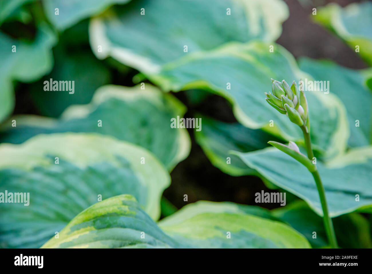 Lush foliage of decorative plant Hosta Funkia. Natural green background ...