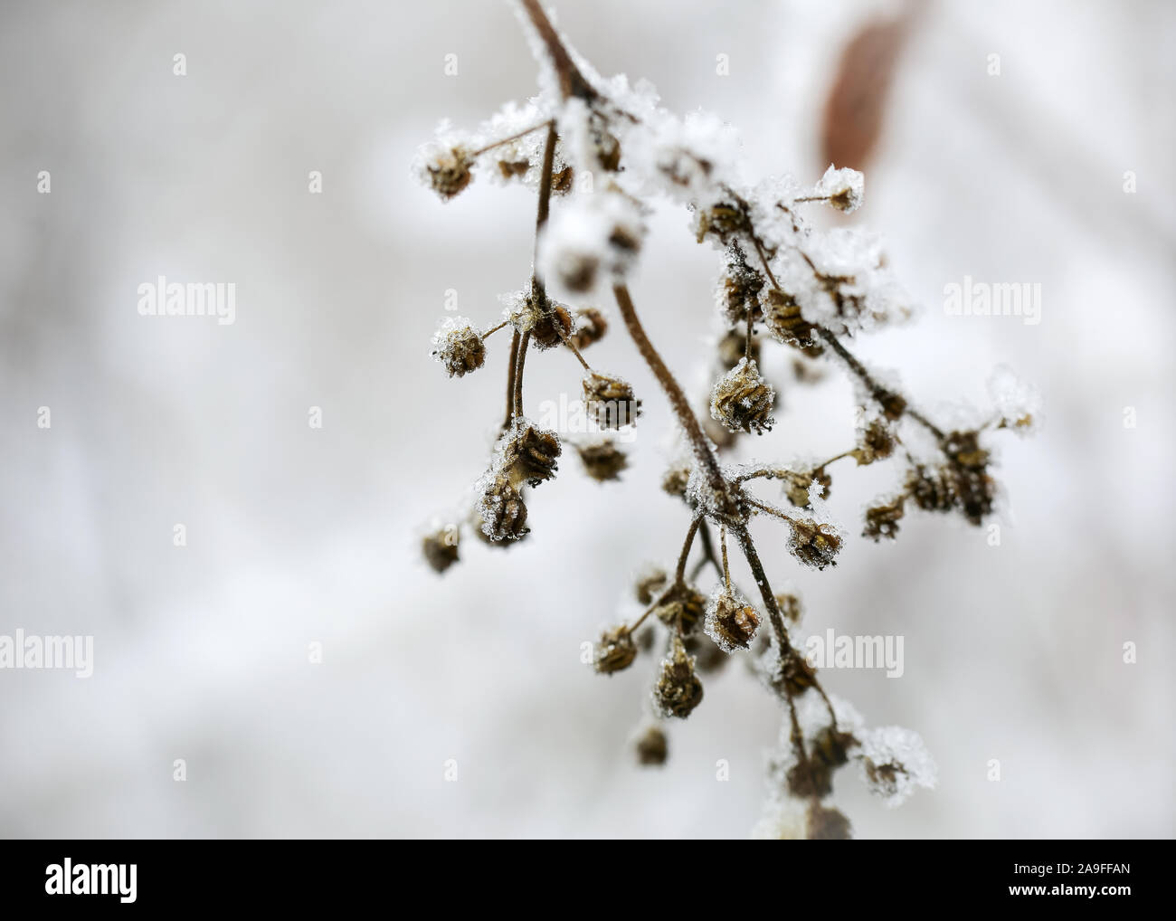 Frozen flower covered with ice, frost and snow on the white background ...
