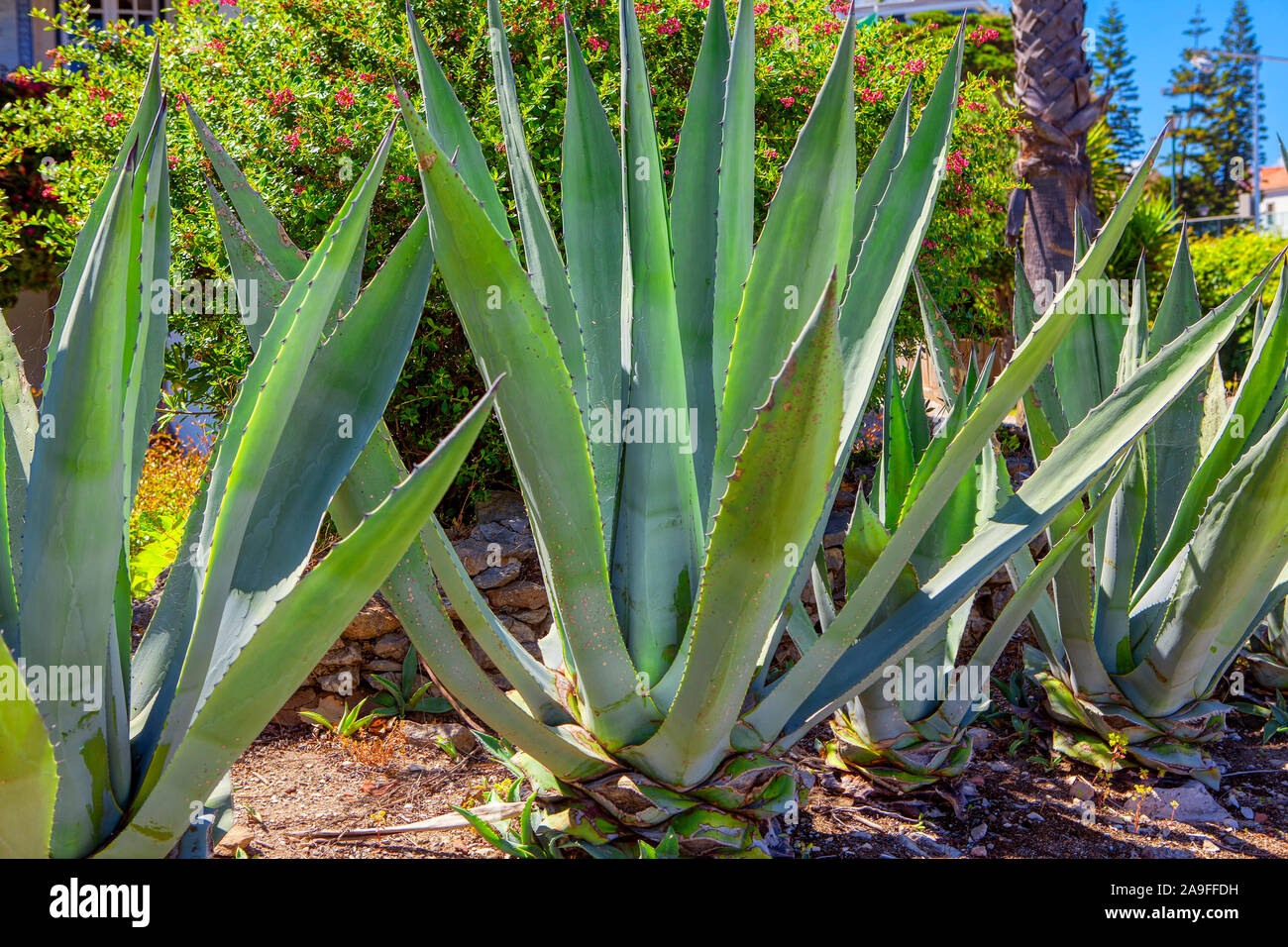 Agave plants growing in the tropical park Stock Photo - Alamy