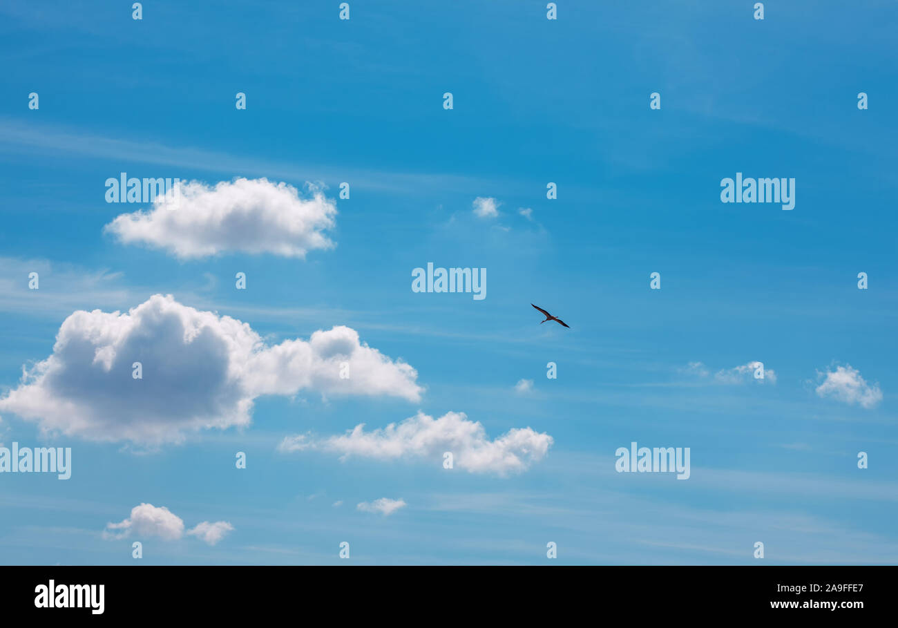 bird flying high in the blue sky Stock Photo - Alamy