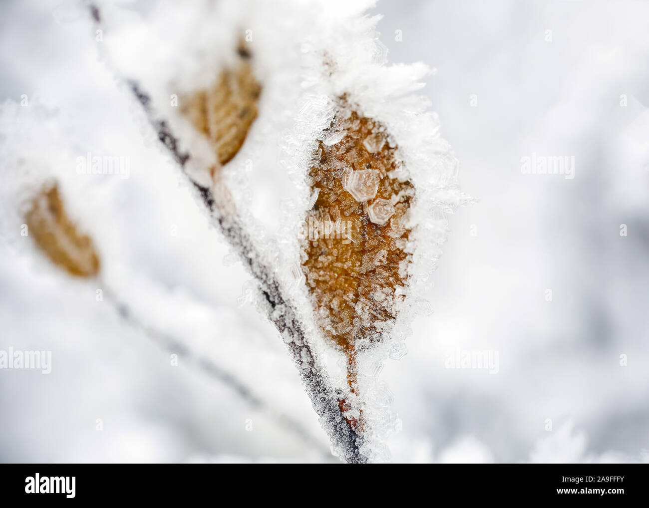 frozen leaf covered with ice, forst and snow on the white background ...