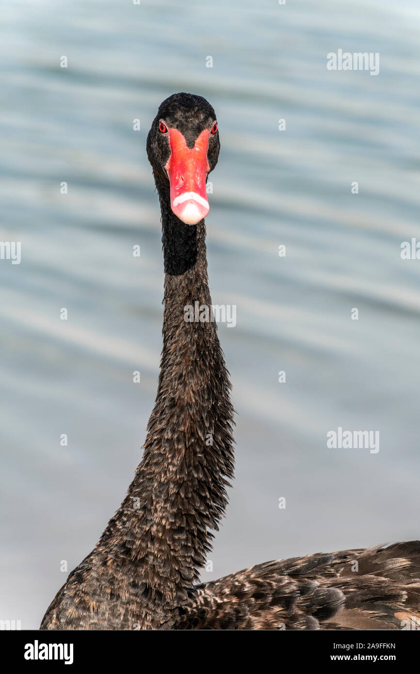 Black Swan head with his red beak Stock Photo - Alamy