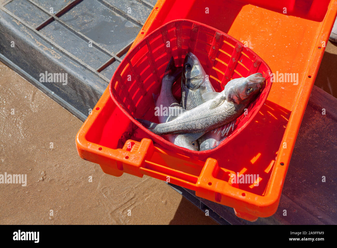 fish catch in the basket Stock Photo - Alamy