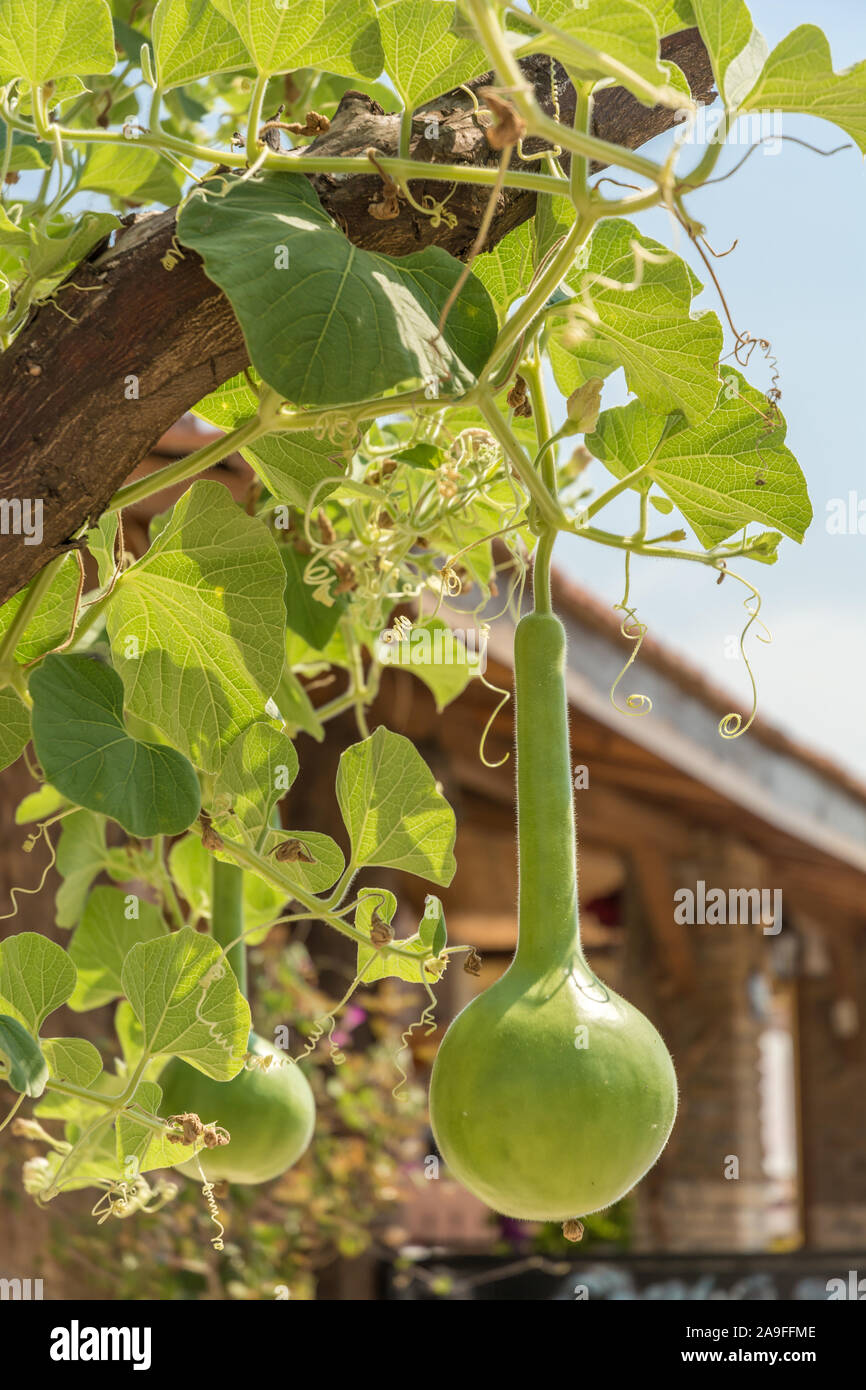 Images Of Gourd Plants at Micheal Weston blog