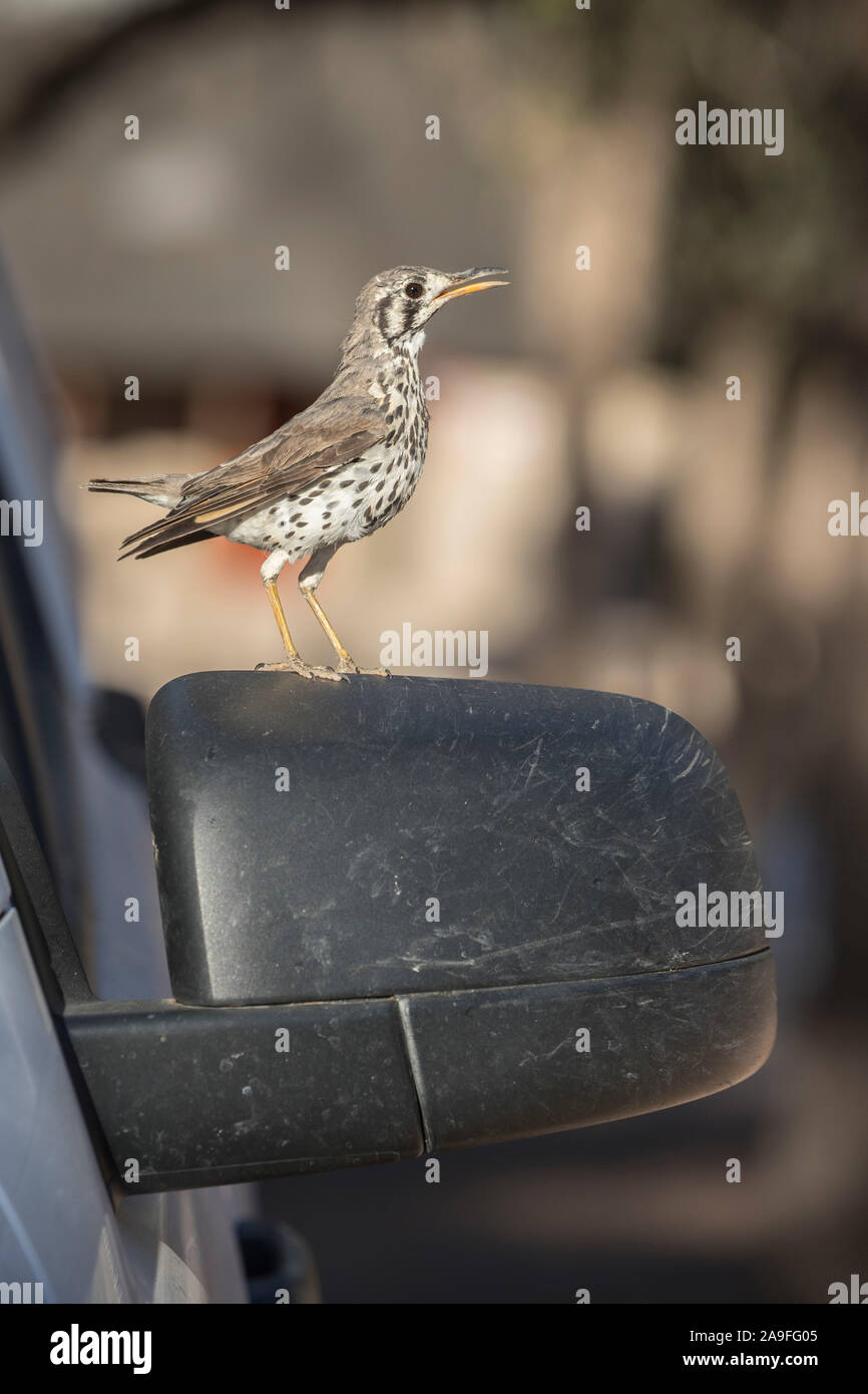 African thrush hi-res stock photography and images - Alamy