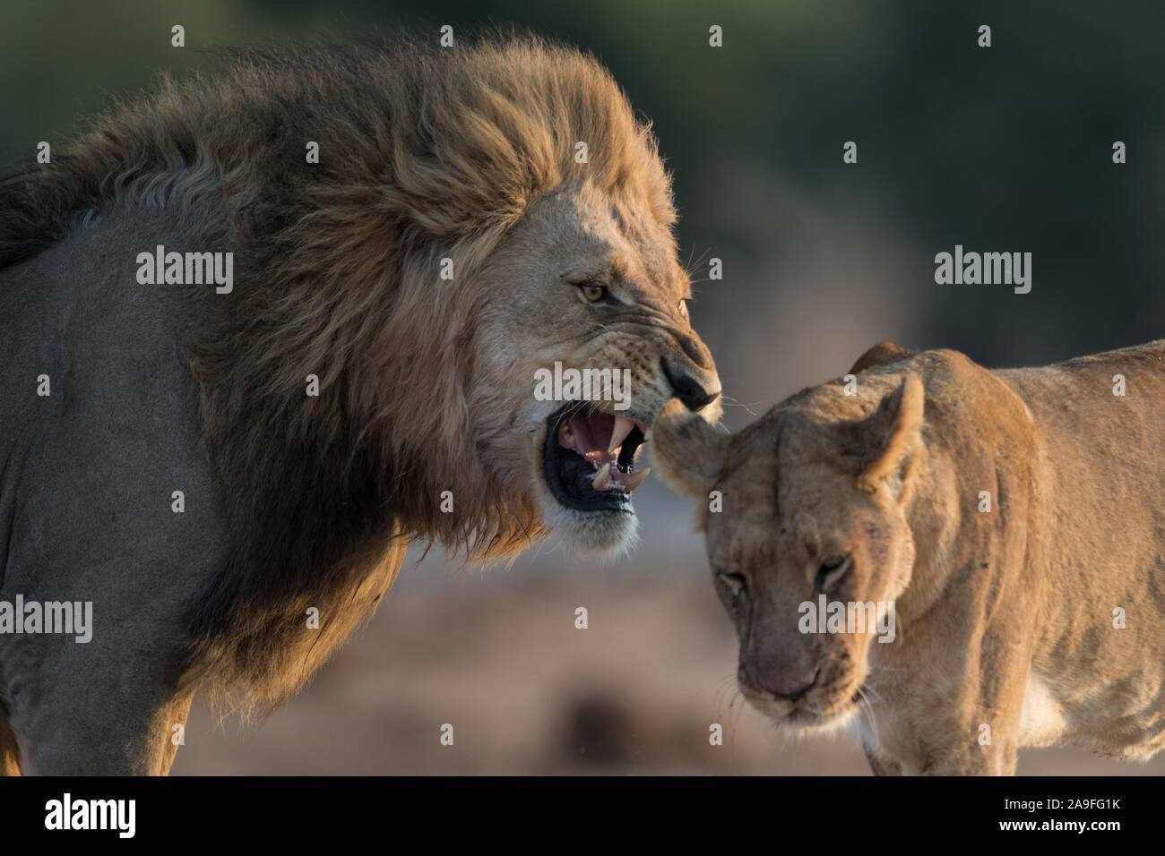 Mating couple of lions (panthera leo) in early morning light in Savuti ...