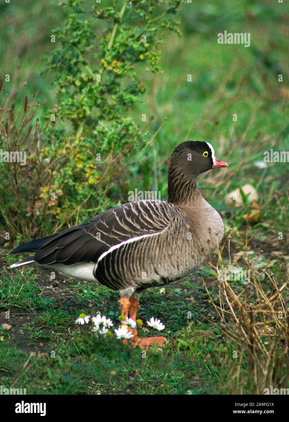 Lesser White-fronted Goose 'Anser erythropus'.Adult at the Wildfowl ...