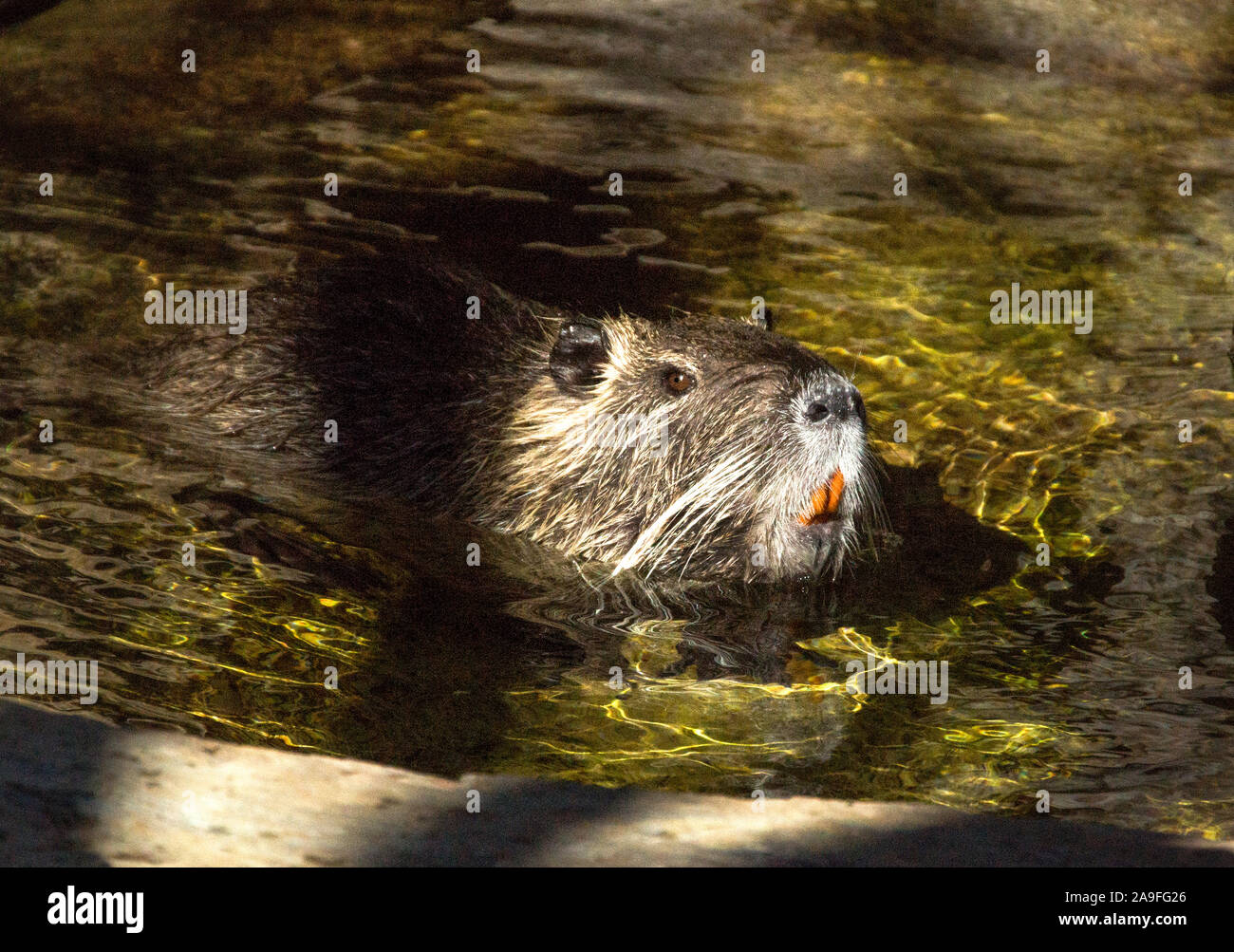 Introduced animals that become pests hi-res stock photography and ...